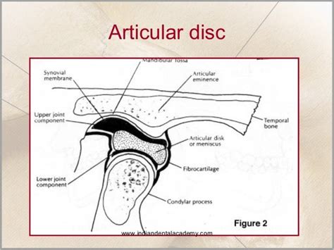 Temporomandibular Joint Fellowships In Orthodontics