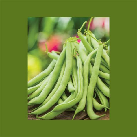 How To Grow Contender Green Beans Heirloom Bush Beans Jacki Kellum