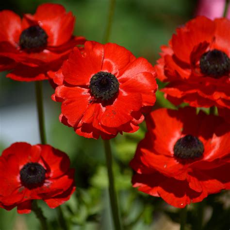 Анемоны Голландия 10 шт. — купить в интернет-магазине с доставкой: цена ...