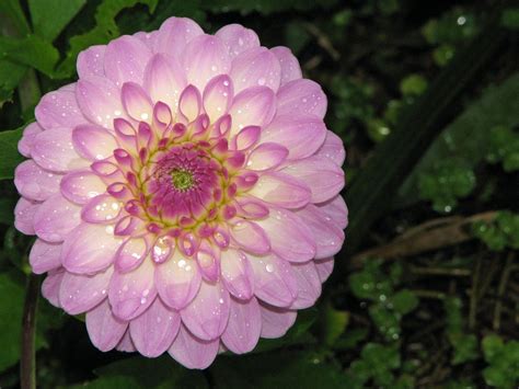 花 粉色的 Pixabay上的免费照片 Pixabay