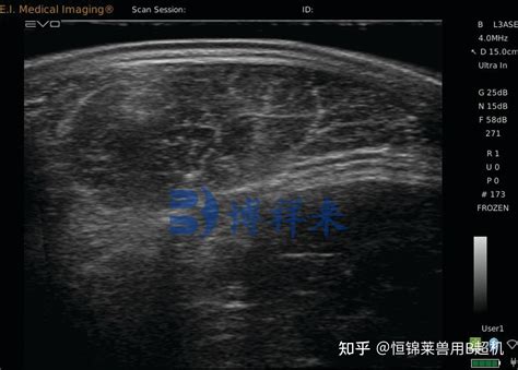 牛用背膘眼肌面积检测位置及超声图像 知乎