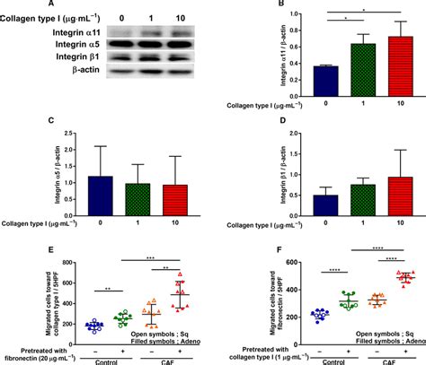 Collagen Type I‐mediated Integrin Subunit Regulation And Fibroblast Download Scientific Diagram