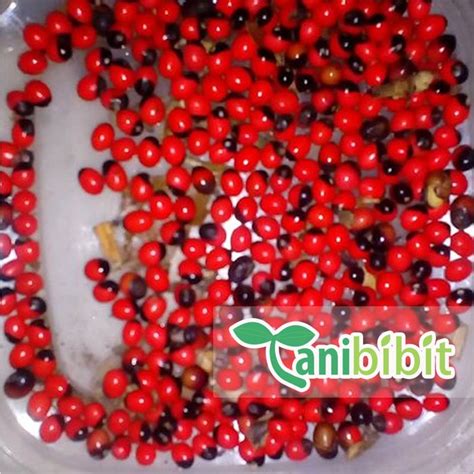 Jual Benih Biji Pohon Saga Isi 30 Biji Benih Tanaman Daun Saga