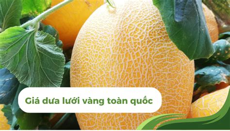 Giá Dưa Lưới Vàng Bao Nhiêu 1kg Toàn Quốc Mới Nhất
