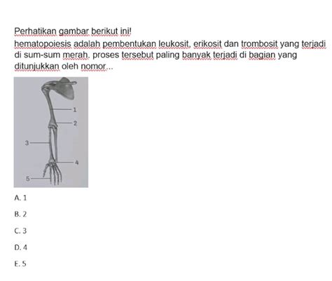 Perhatikan Gambar Berikut Ini Hematopoiesis Adalah Pembentukan Leukosit