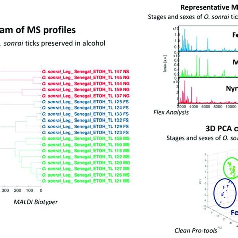 Comparison Of Maldi Tof Ms Spectra Of O Sonrai Ticks From The Field Download Scientific