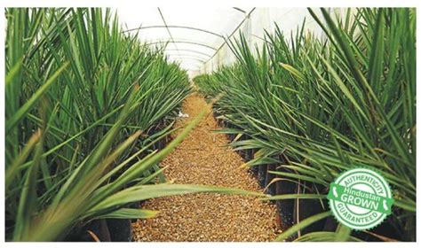 Tissue Culture Date Palm Plants For Fruits Color Green At Rs 4350