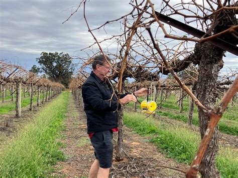 Plant Health And Longevity Implementation Of Demonstrations