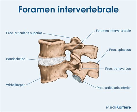 Foramen Intervertebrale Anatomie Funktion Und Klinik