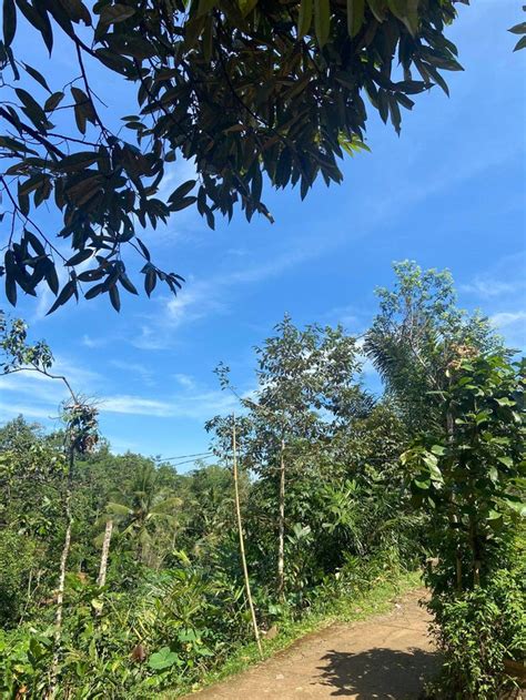 Memandang Langit Hiburan Tanpa Duit