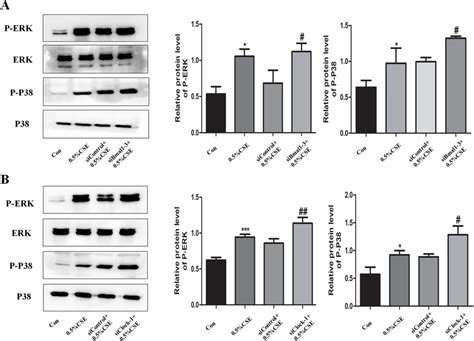 Knockdown Of Bmal1 Or Clock Modulates Cigarette Smoke Induced Cell Download Scientific Diagram