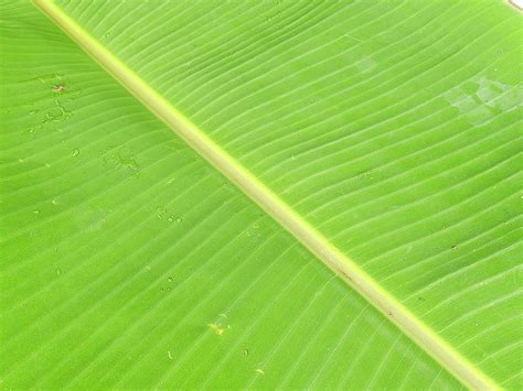 팜 리프 3d 모델 39 Obj Max Free3d