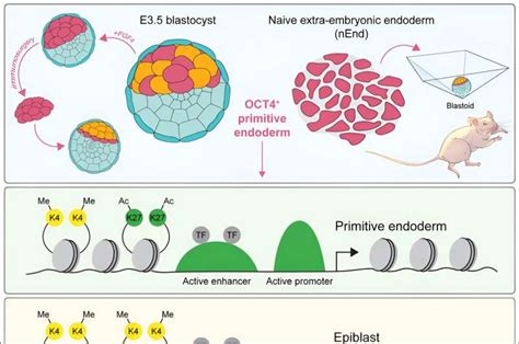 Fertility Treatments Could Get A Boost From Stem Cells World Stem