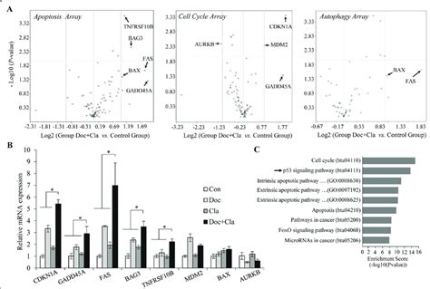Pcr Array Analysis Of Gene Expression In Cl Amidine Combined With