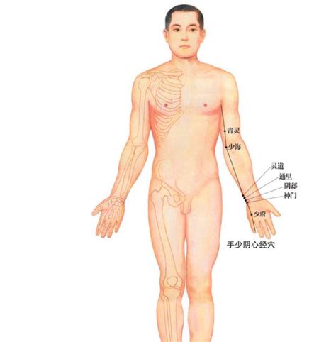 中醫健康養生之記憶經絡1 每日頭條