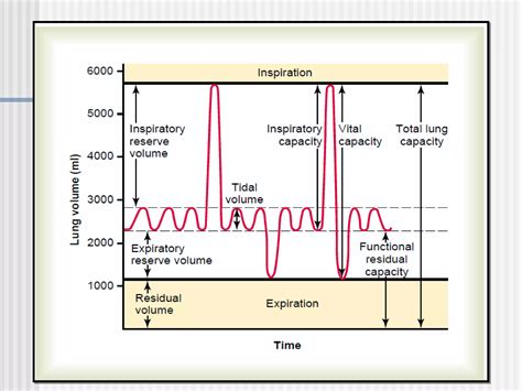 Spirometry Ppt