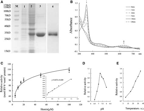 Expression And Biochemical Characterization Of Purified Recombinant Download Scientific Diagram