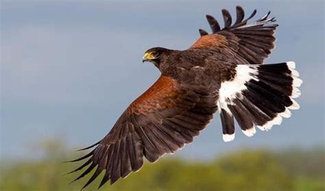 A Leader Harris Hawks Optimization For 2 D Masi Entropy Based Multilevel Image Thresholding