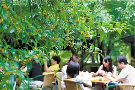 杭州桂花节是什么时候 20年杭州西湖桂花节 桂花诗句最出名的古诗 第2页 大山谷图库