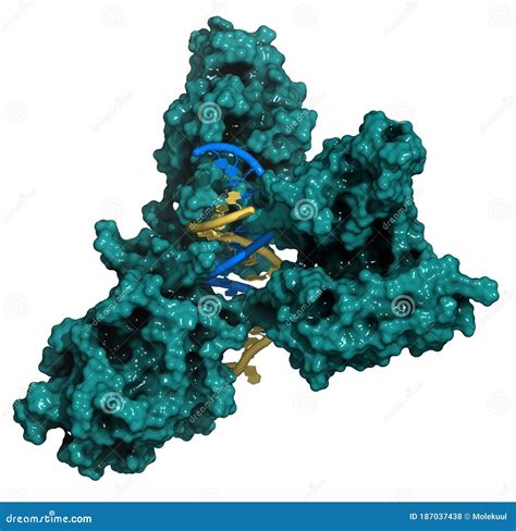 Nfat1 Nuclear Factor Of Activated T Cells Cytoplasmic 2 Nfatc2