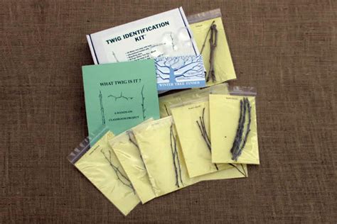 Twig Identification Kit Tree Species Identification Kit