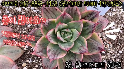 10월13일 예쁜 다육이와 가을 즐기기 이브다육 킹레드 손톱에보니 Youtube