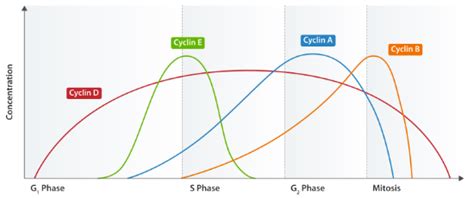 Cell Biology 08 Cell Cycle Regulation And Checkpoints