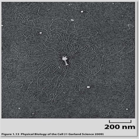 Solved B Due To Constraints Imposed By Bonds Between Base