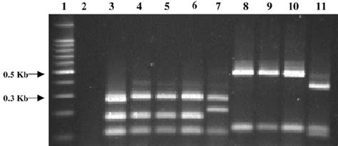 Restriction Fragment Length Polymorphism Patterns Of The Polymerase