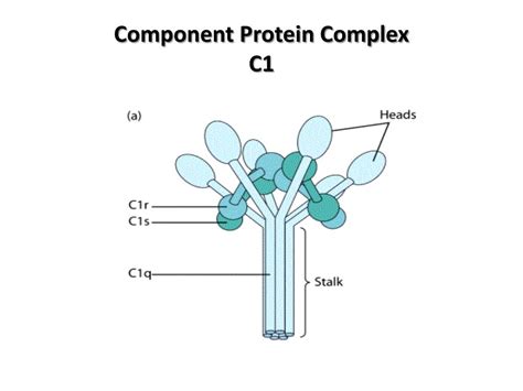 Ppt The Complement System Powerpoint Presentation Free Download Id