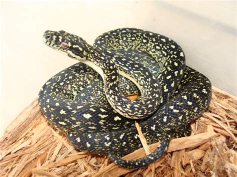 Diamond Python Facts And Pictures