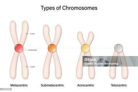 Vetores De Tipo De Cromossomo Metacêntrico Submetacêntrico Acrocêntrico