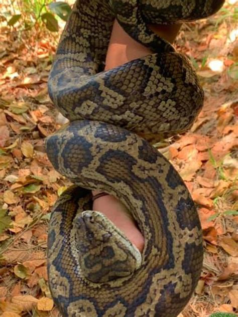 Sarina Snake Catchers Most Hair Raising Relocations In 2020 The