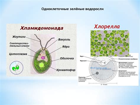 Многообразие растений и их размножение - online presentation