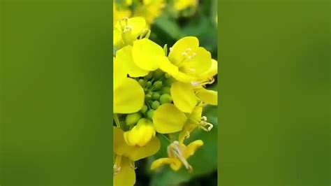 সৌরভ ছড়ানো সরিষা ফুলের ক্ষেত। Youtube