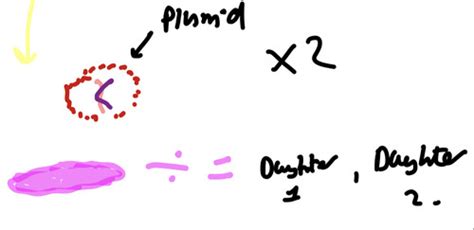 Cell Cycle And Mitosis Theme Flashcards Quizlet