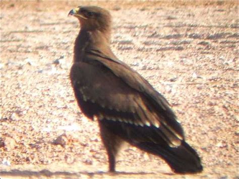 Застрашени животни Защитените животни в България