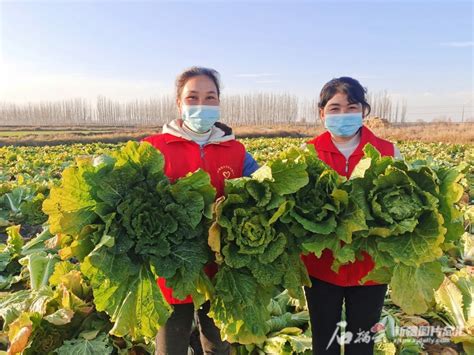 采收蔬菜 天山网 新疆新闻门户
