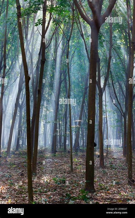 Ray Of Sun In The Middle Of Rubber Tree Plantation Stock Photo Alamy