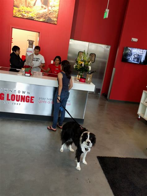 Meet Kevin Bacon The Frenchie Downtown Dog Lounge