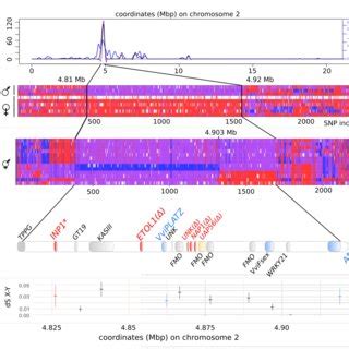 Limit Gene Content And Synonymous Divergence In The Sex Locus Of V Download Scientific