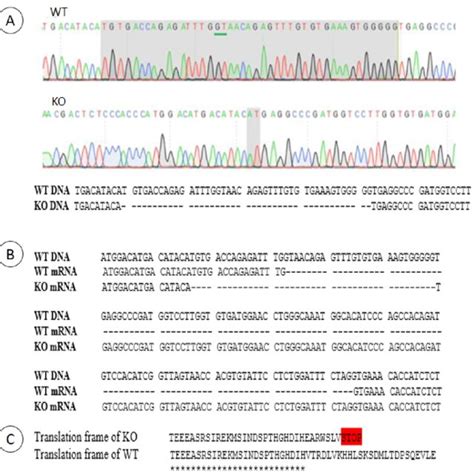 Sequence Comparison Of Dna Mrna And Protein In Wild Type Wt And Download Scientific Diagram