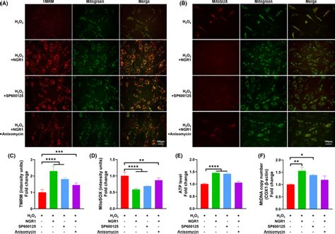Ngr1 Promoted Recovery Of Mitochondrial Function By Blocking Jnk