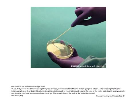 Kirby Bauer Disk Diffusion Susceptibility Test Pptx