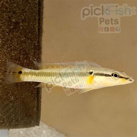 Zebrina Pike Cichlid Crenicichla Zebrina Pickfish Pets