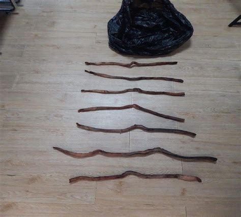 Хятад иргэд бугын чив хууль бусаар хил нэвтрүүлэх гэж байсныг илрүүлжээ