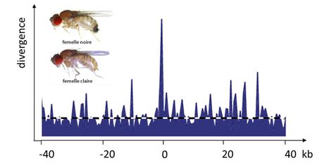Genetic Polymorphism And Selection Encyclopedia Of The Environment