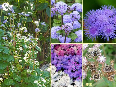 野山の草花木々の花植物検索図鑑 ムラサキカッコウアザミ