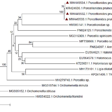 Phylogenetic Tree Using The Minimum Evolution Method Among Three