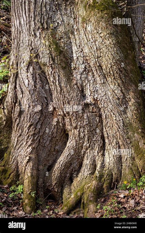 The Powerful Roots Of An Old Tree On A Slope Stock Photo Alamy